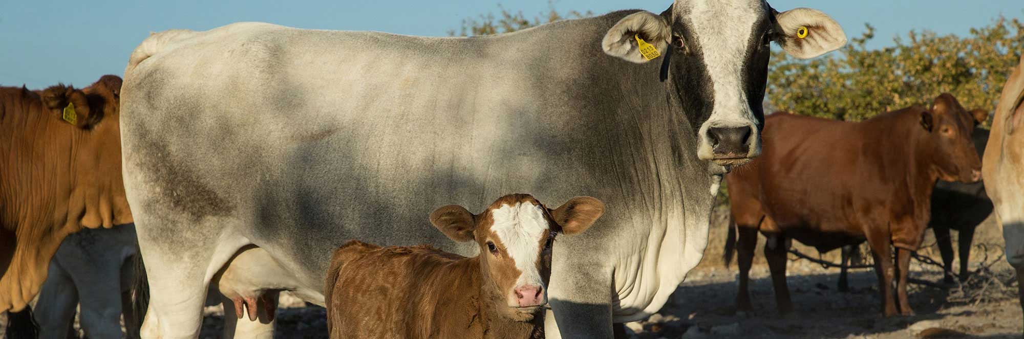 Namibia Farm | Game Namibia | Vreugde Guest Farm