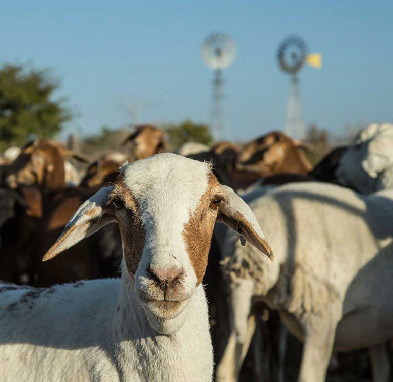 Namibia Farm | Game Namibia | Vreugde Guest Farm