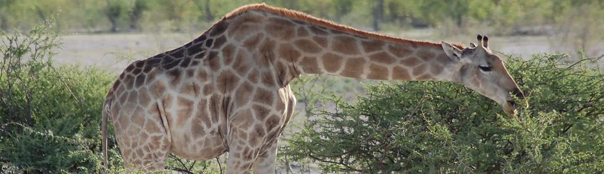 Namibia info | Interesting facts about Namibia | Vreugde