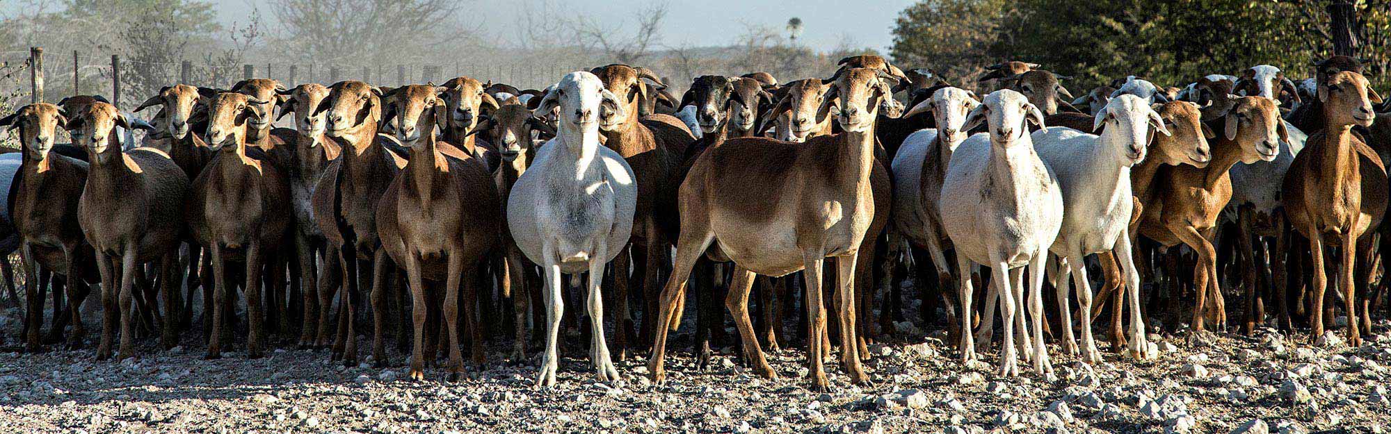 What to do in Namibia | Activities in namibia | Vreugde Guest Farm